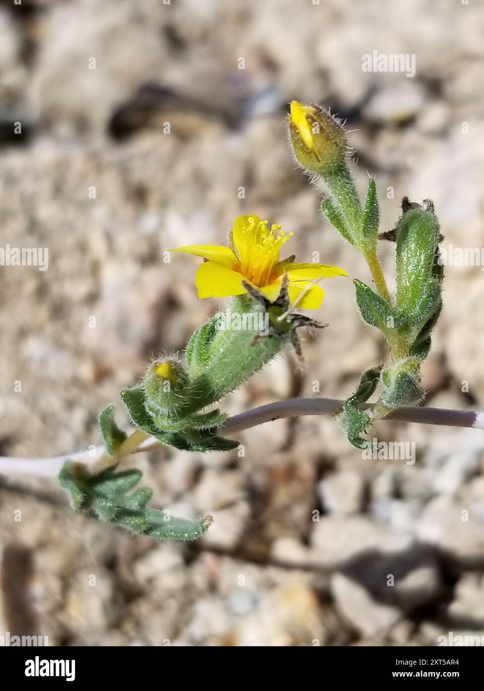 Whitestem Blazingstar (Mentzelia albicaulis) Plantae Stock Photo - Alamy