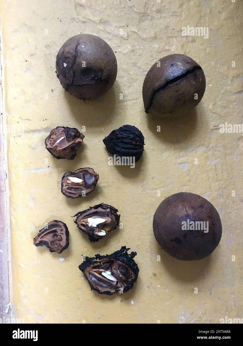 Andean Walnut (Juglans neotropica) Plantae Stock Photo - Alamy