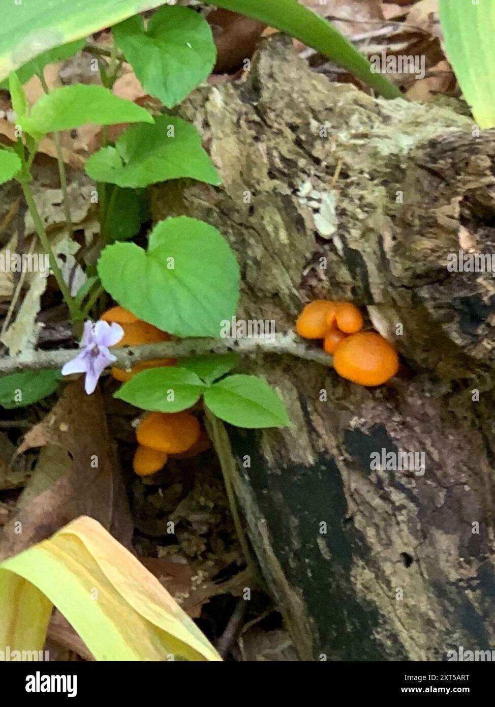 orange mycena (Mycena leaiana) Fungi Stock Photo - Alamy