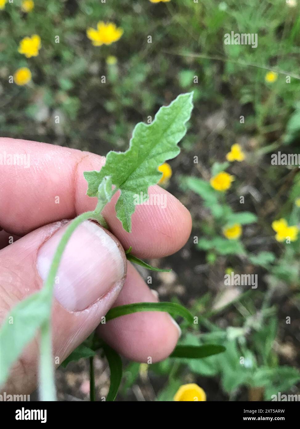Texas bindweed (Convolvulus equitans) Plantae Stock Photo - Alamy