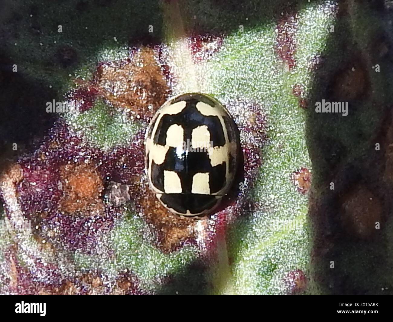 Fourteen-spotted Lady Beetle (Propylea quatuordecimpunctata) Insecta ...