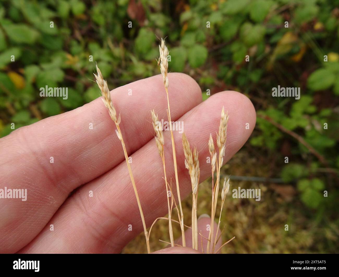 early hair grass (Aira praecox) Plantae Stock Photo - Alamy