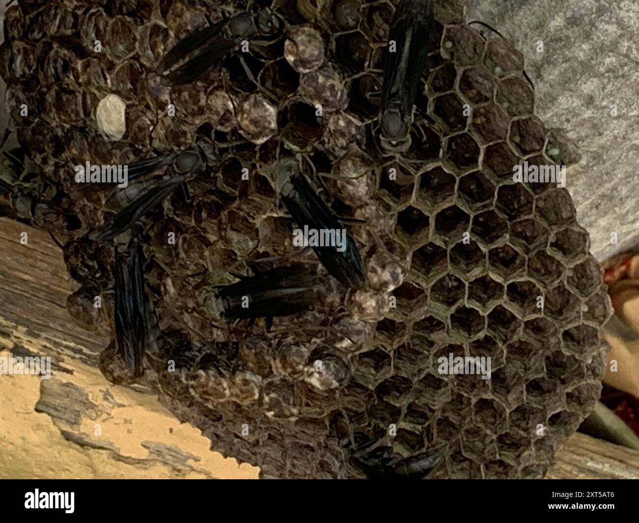 Paper Wasps (Polistinae) Insecta Stock Photo - Alamy