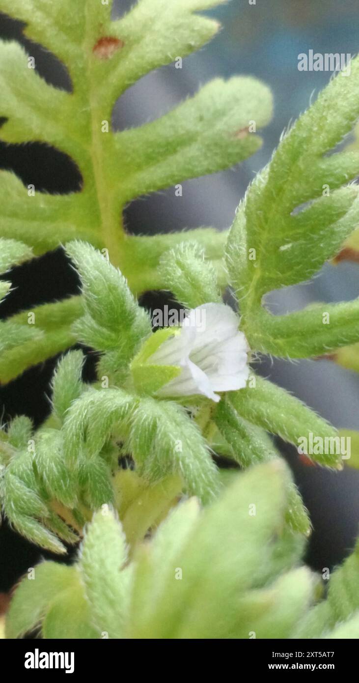 Aunt Lucy (Ellisia nyctelea) Plantae Stock Photo - Alamy