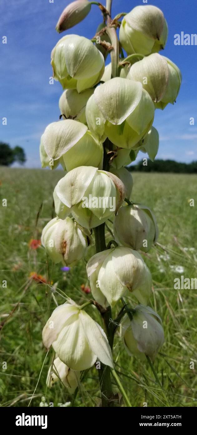 Arkansas Yucca (Yucca arkansana) Plantae Stock Photo - Alamy