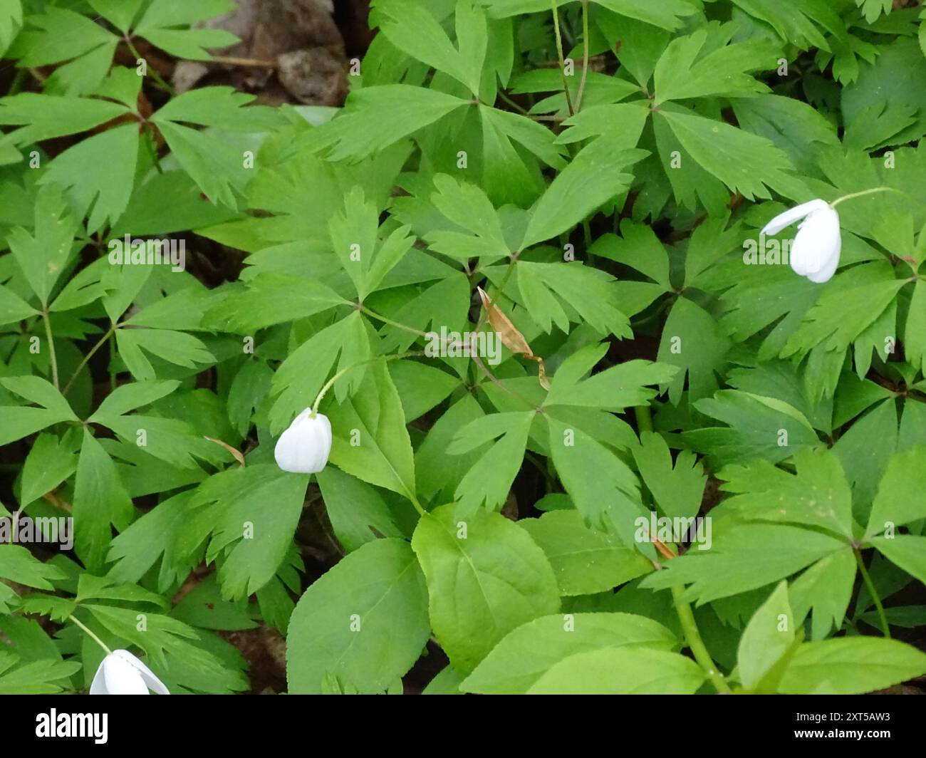 wood anemone (Anemonoides quinquefolia) Plantae Stock Photo - Alamy