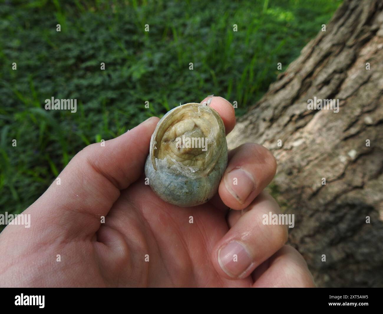 Roman Snail (Helix pomatia) Mollusca Stock Photo - Alamy