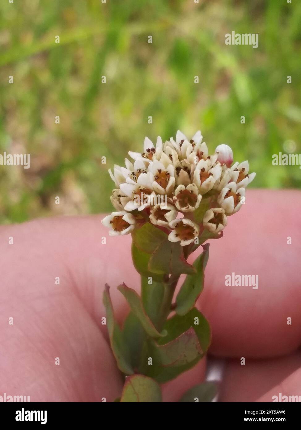bastard toadflax (Comandra umbellata) Plantae Stock Photo - Alamy