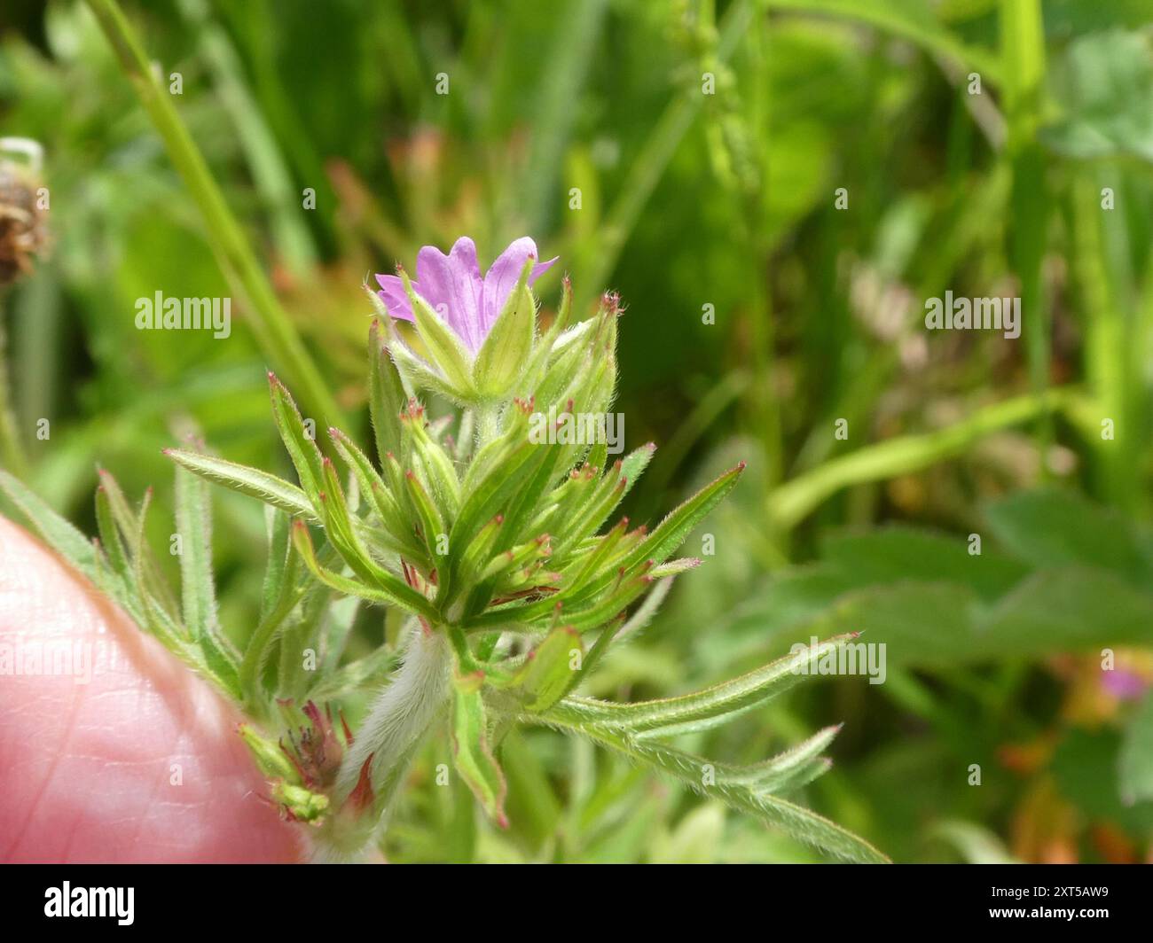 Cut-leaved crane's-bill (Geranium dissectum) Plantae Stock Photo - Alamy