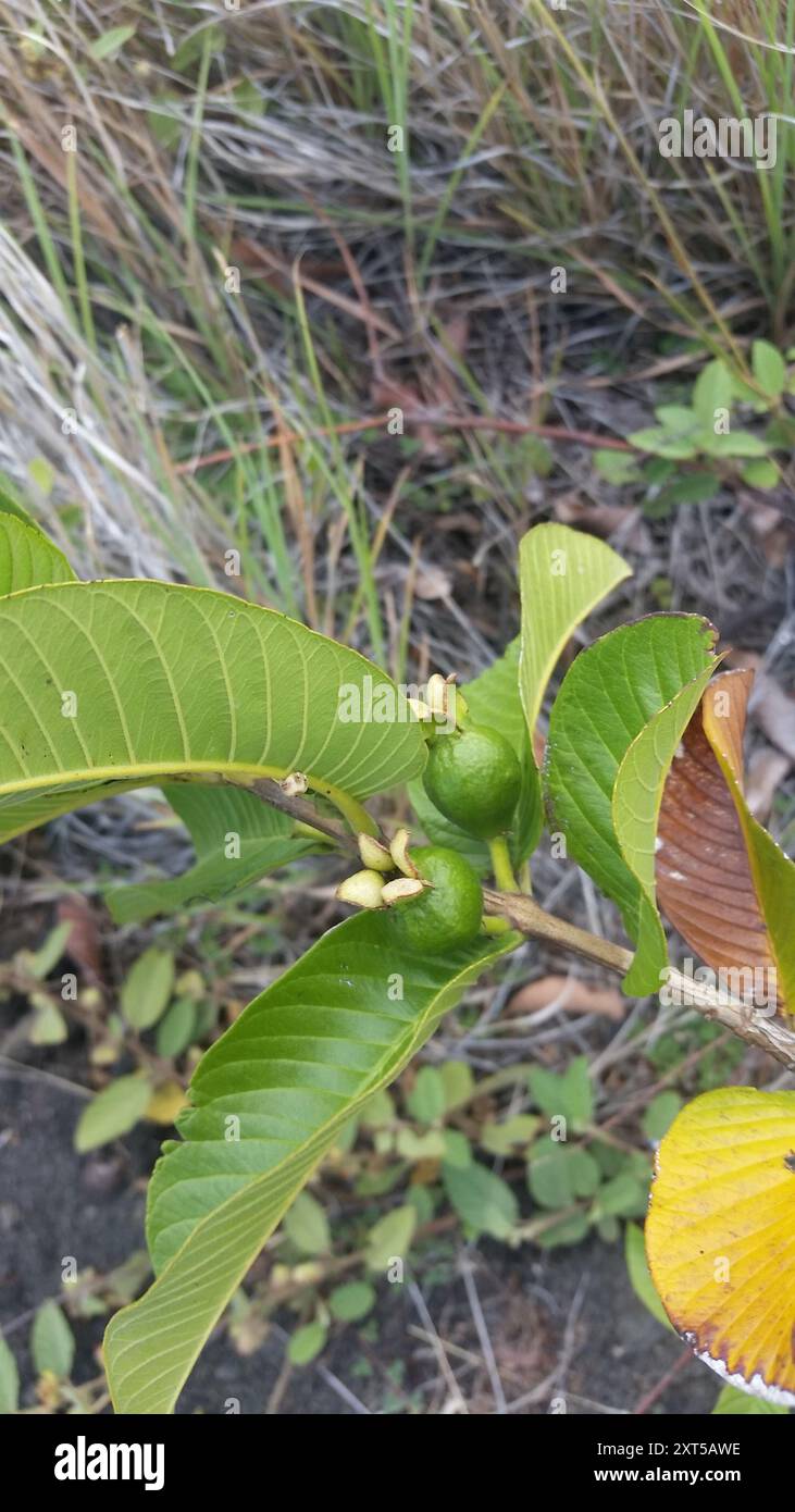 Common guava (Psidium guajava) Plantae Stock Photo - Alamy