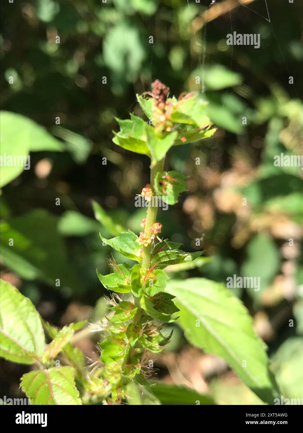 shrubby copperleaf (Acalypha phleoides) Plantae Stock Photo - Alamy