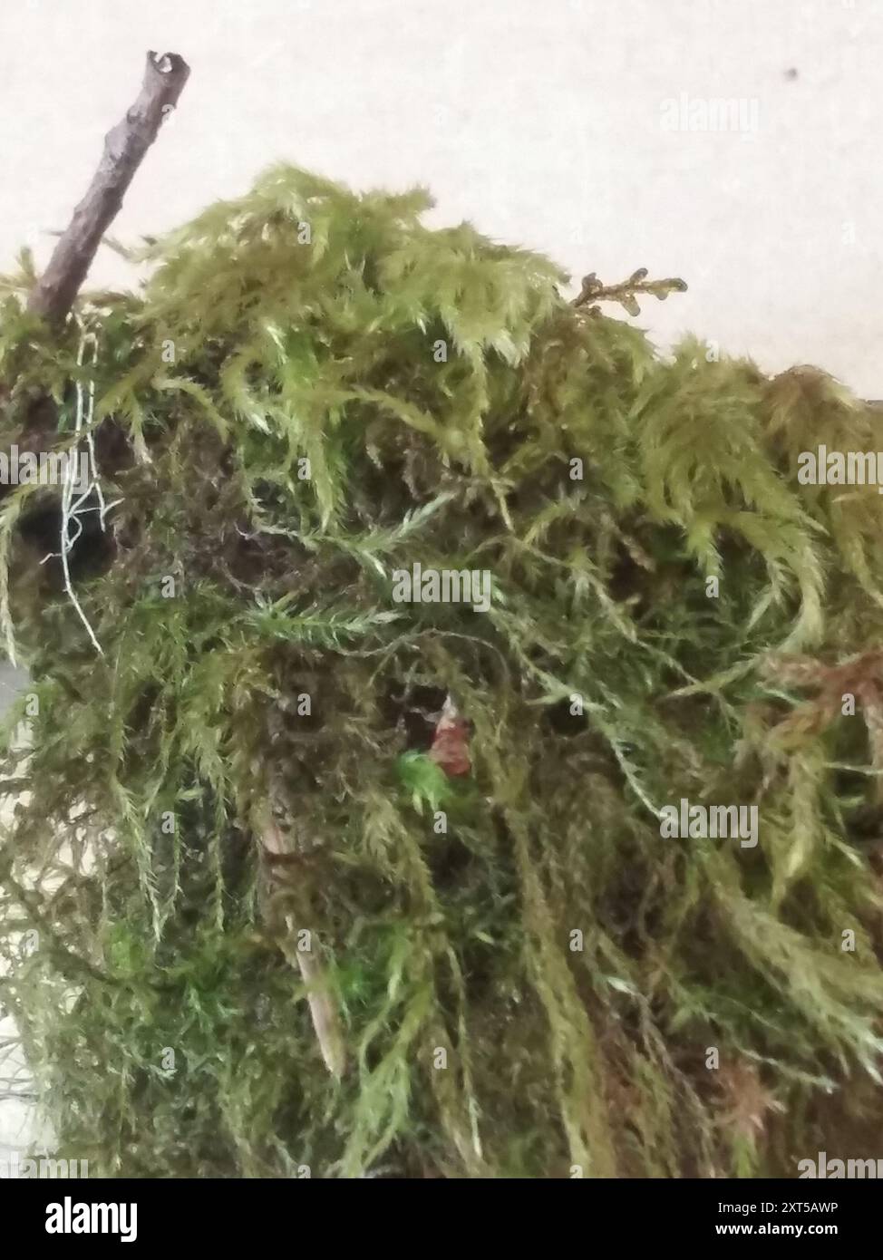 Cat's Tail Moss (Pseudisothecium stoloniferum) Plantae Stock Photo - Alamy