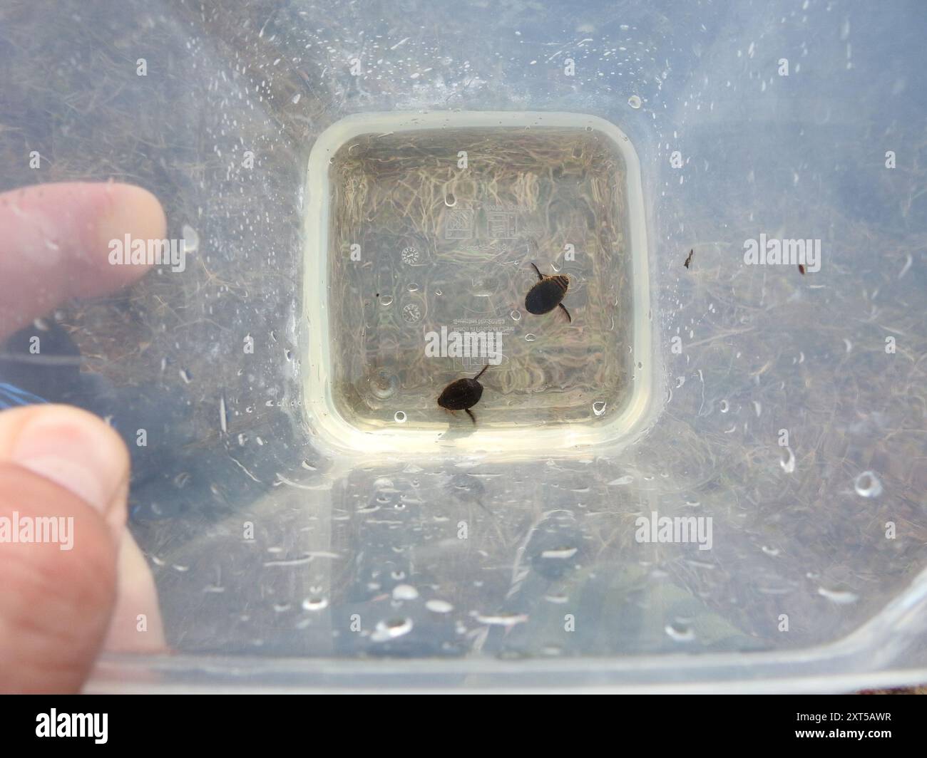 Lesser Diving-beetle (Acilius sulcatus) Insecta Stock Photo - Alamy