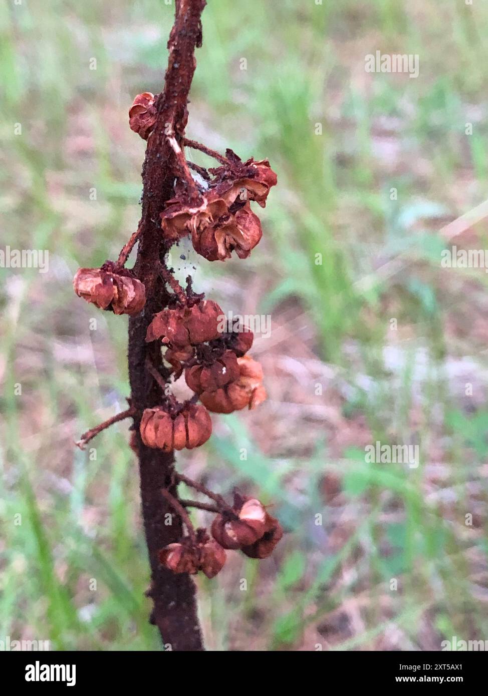 woodland pinedrops (Pterospora andromedea) Plantae Stock Photo - Alamy