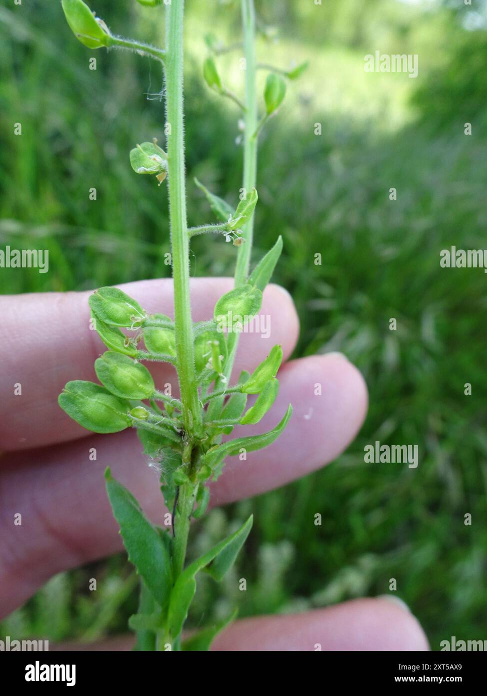 field peppergrass (Lepidium campestre) Plantae Stock Photo - Alamy