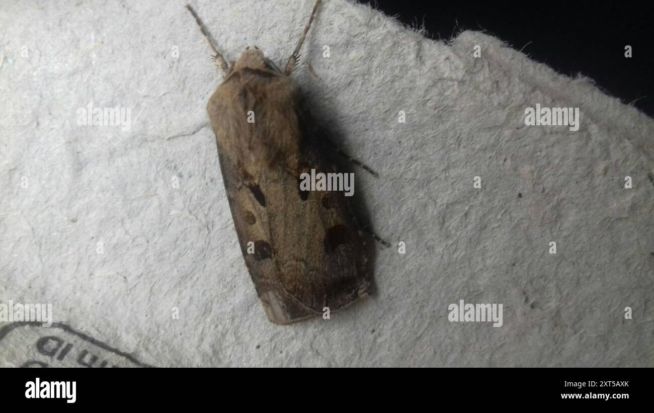 Heart and Dart (Agrotis exclamationis) Insecta Stock Photo - Alamy