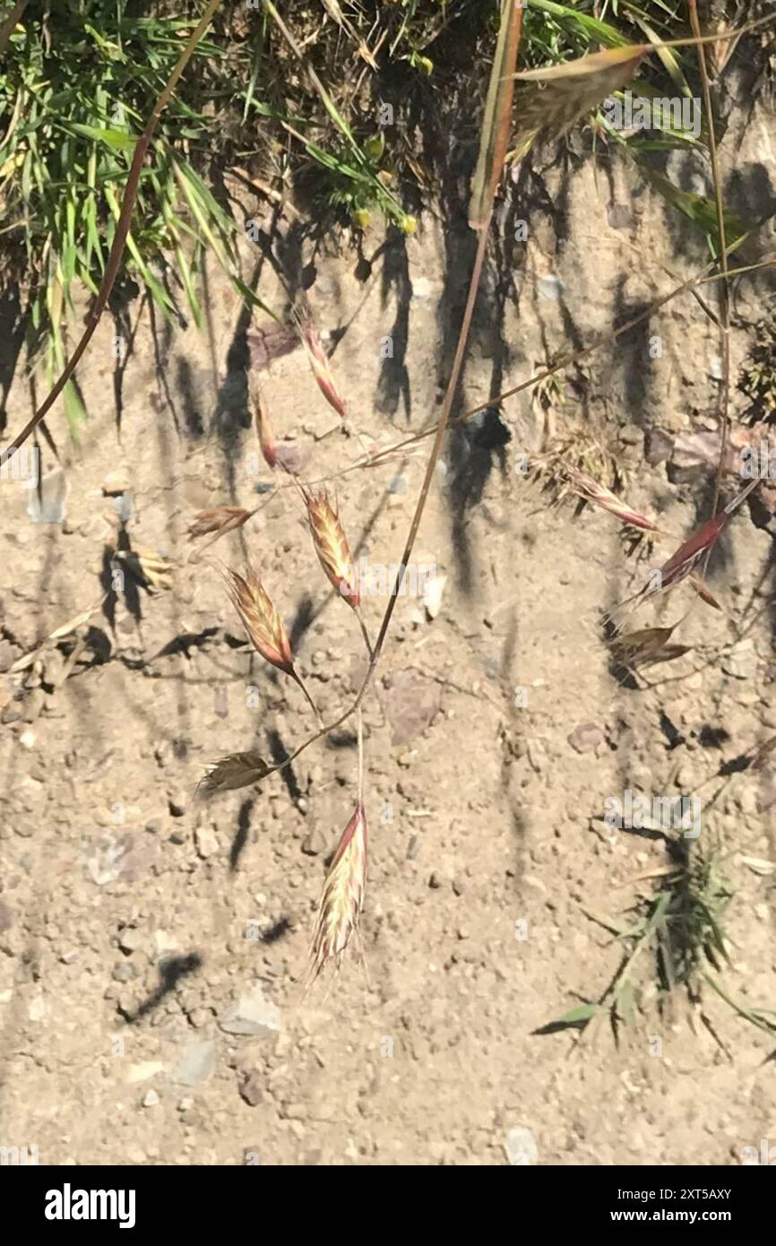 California oatgrass (Danthonia californica) Plantae Stock Photo - Alamy