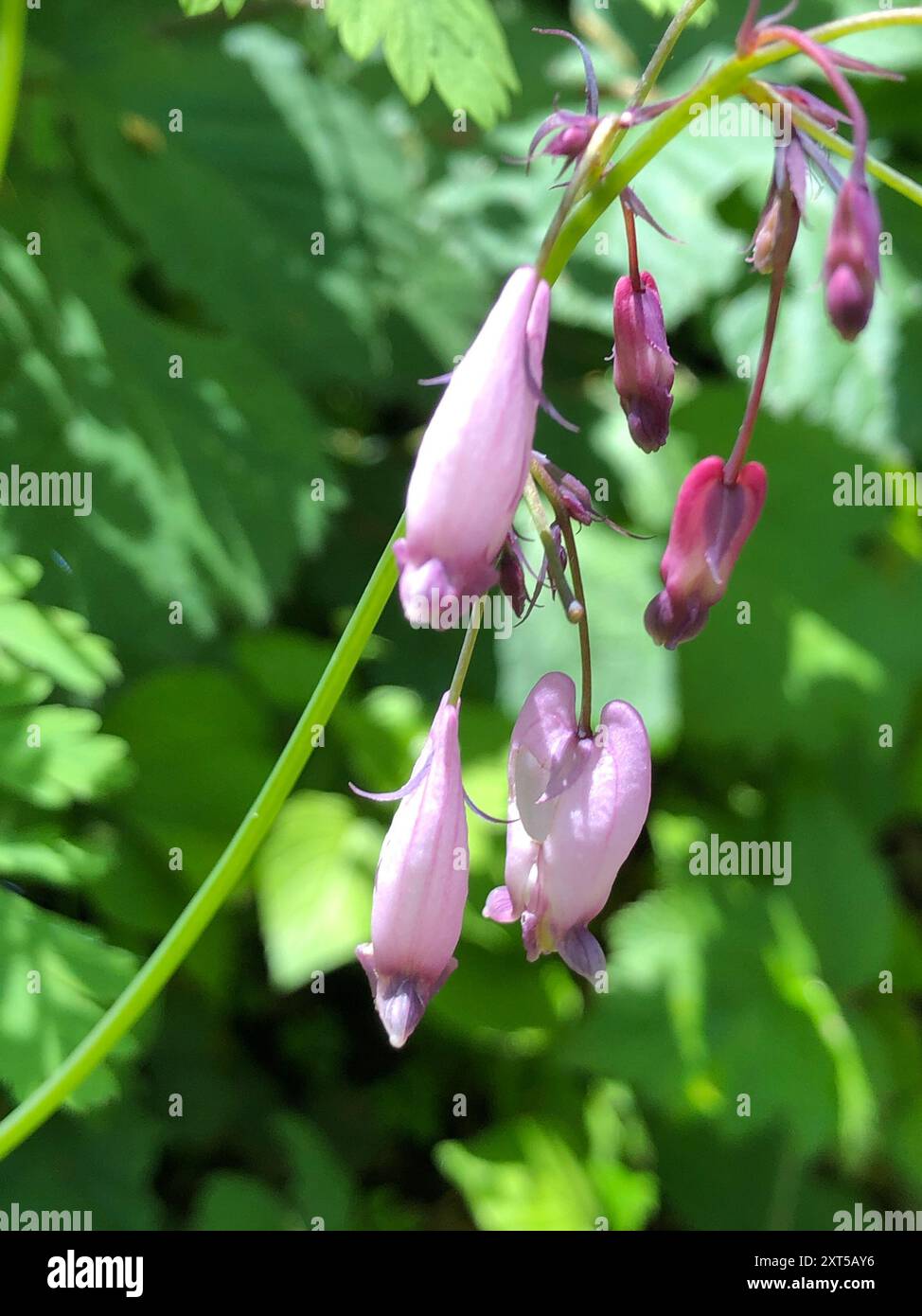 Pacific Bleeding Heart (Dicentra formosa) Plantae Stock Photo - Alamy