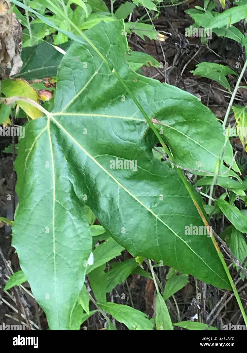 western sycamore (Platanus racemosa) Plantae Stock Photo - Alamy