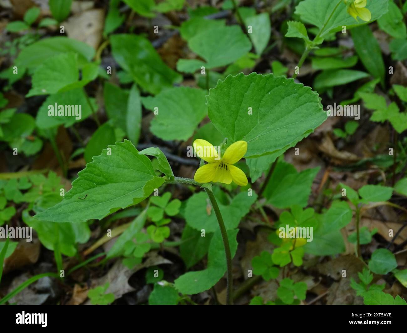 Smooth Yellow Violet (Viola eriocarpa) Plantae Stock Photo - Alamy
