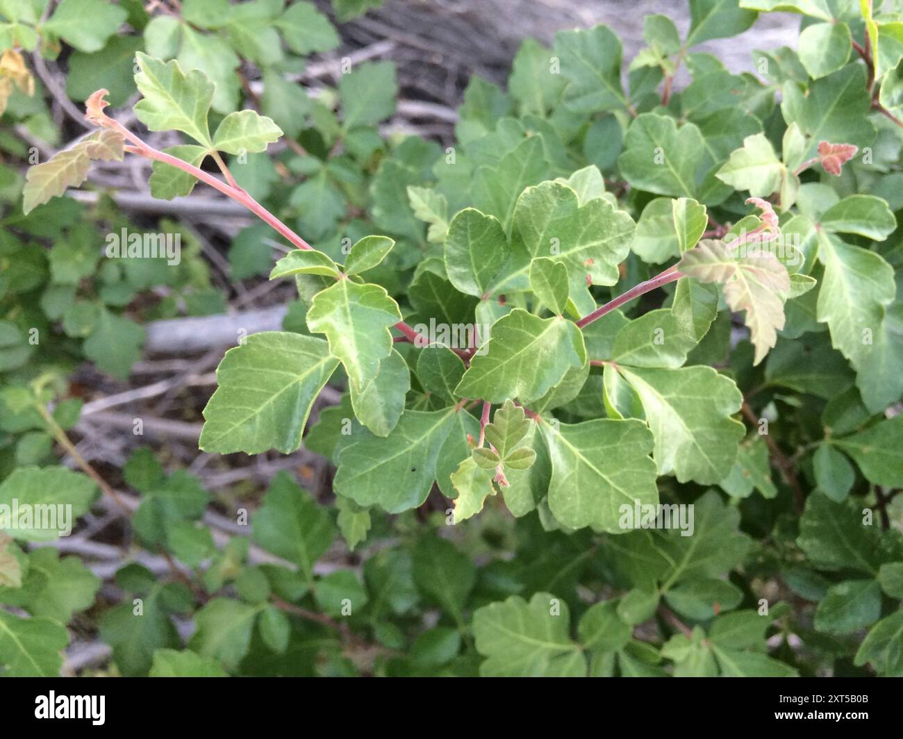 fragrant sumac (Rhus aromatica) Plantae Stock Photo - Alamy