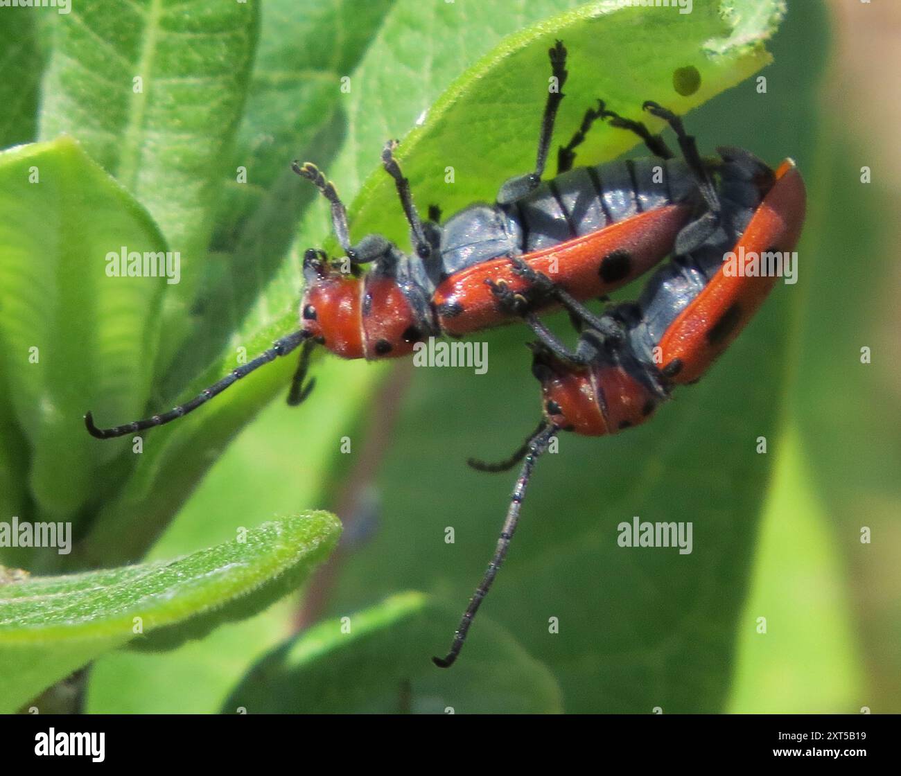 Red Milkweed Beetle (Tetraopes tetrophthalmus) Insecta Stock Photo - Alamy