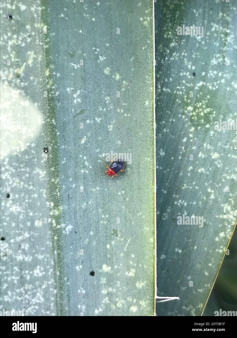 Yucca Plant Bugs (Halticotoma) Insecta Stock Photo - Alamy