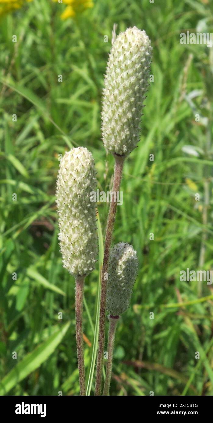 Cylindrical Thimbleweed (Anemone cylindrica) Plantae Stock Photo - Alamy