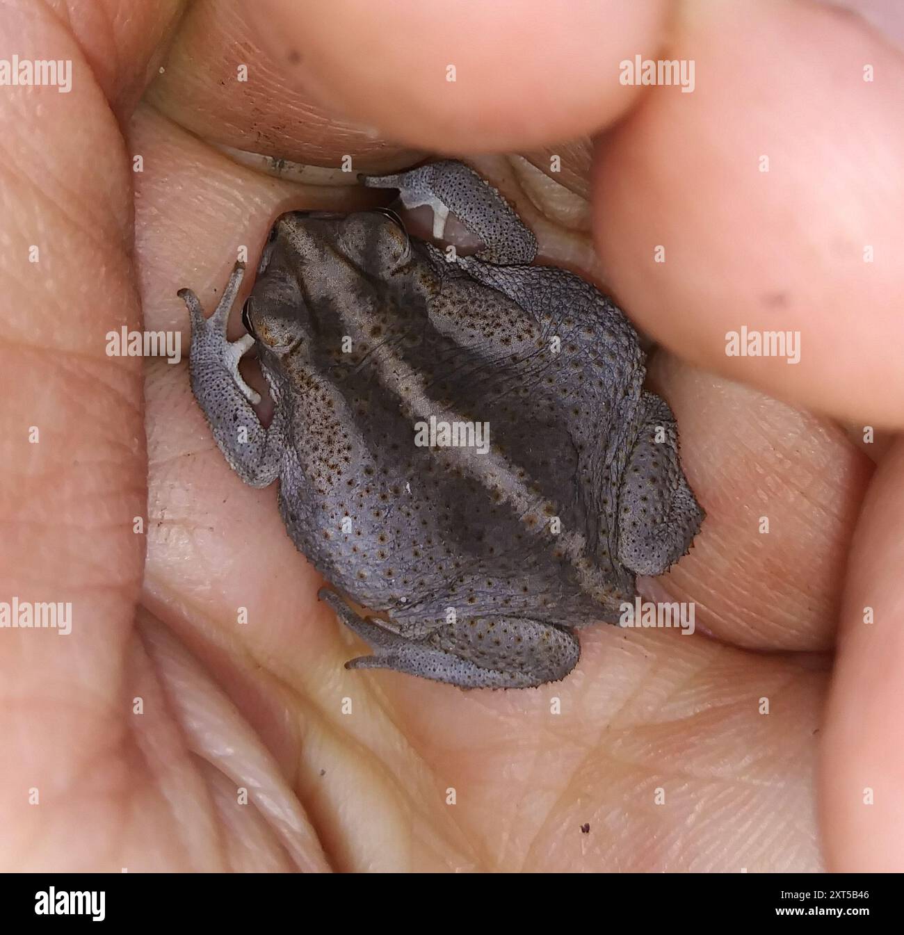 Oak Toad (Anaxyrus quercicus) Amphibia Stock Photo - Alamy