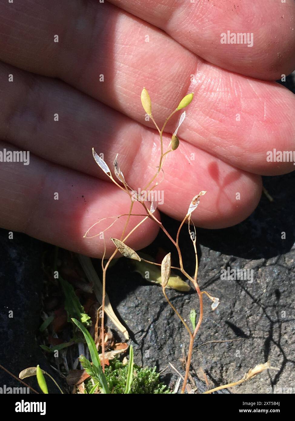Common Whitlowgrass (Draba verna) Plantae Stock Photo - Alamy
