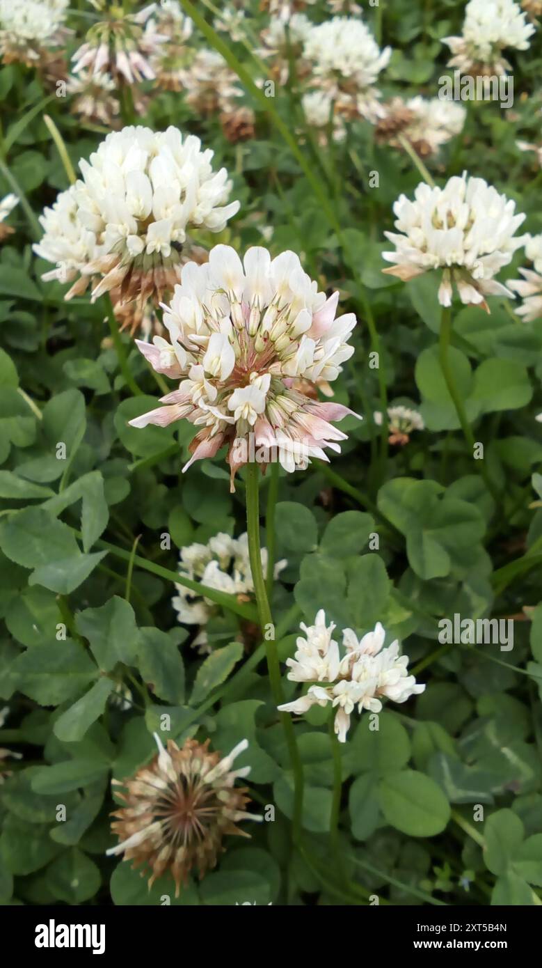 white clover (Trifolium repens) Plantae Stock Photo - Alamy
