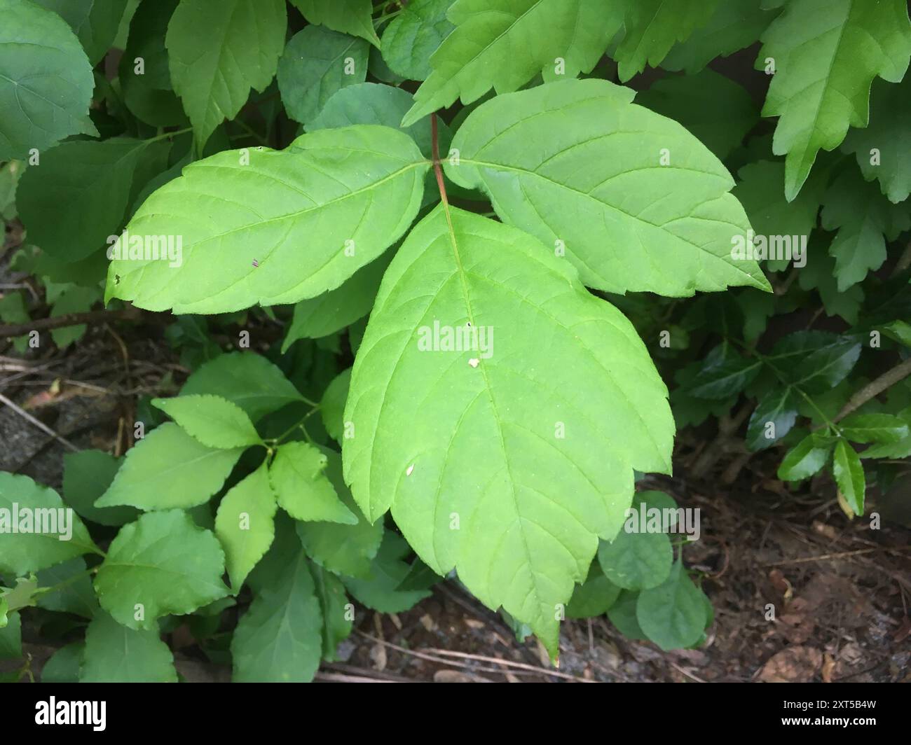eastern poison ivy (Toxicodendron radicans) Plantae Stock Photo - Alamy