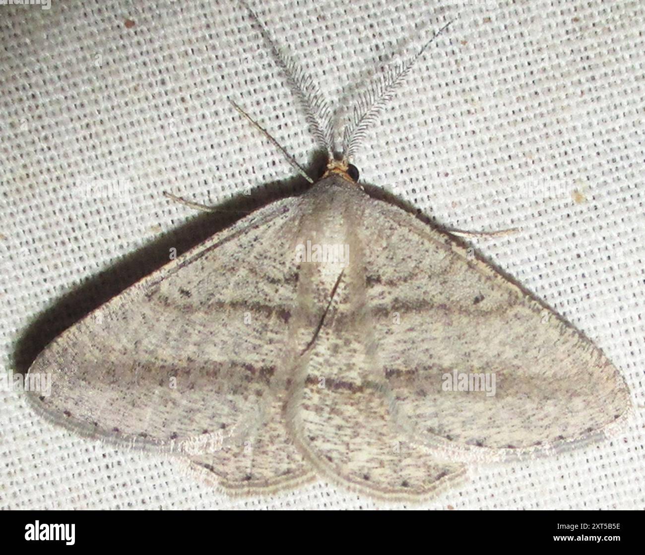 Geometer Moths (Geometridae) Insecta Stock Photo - Alamy