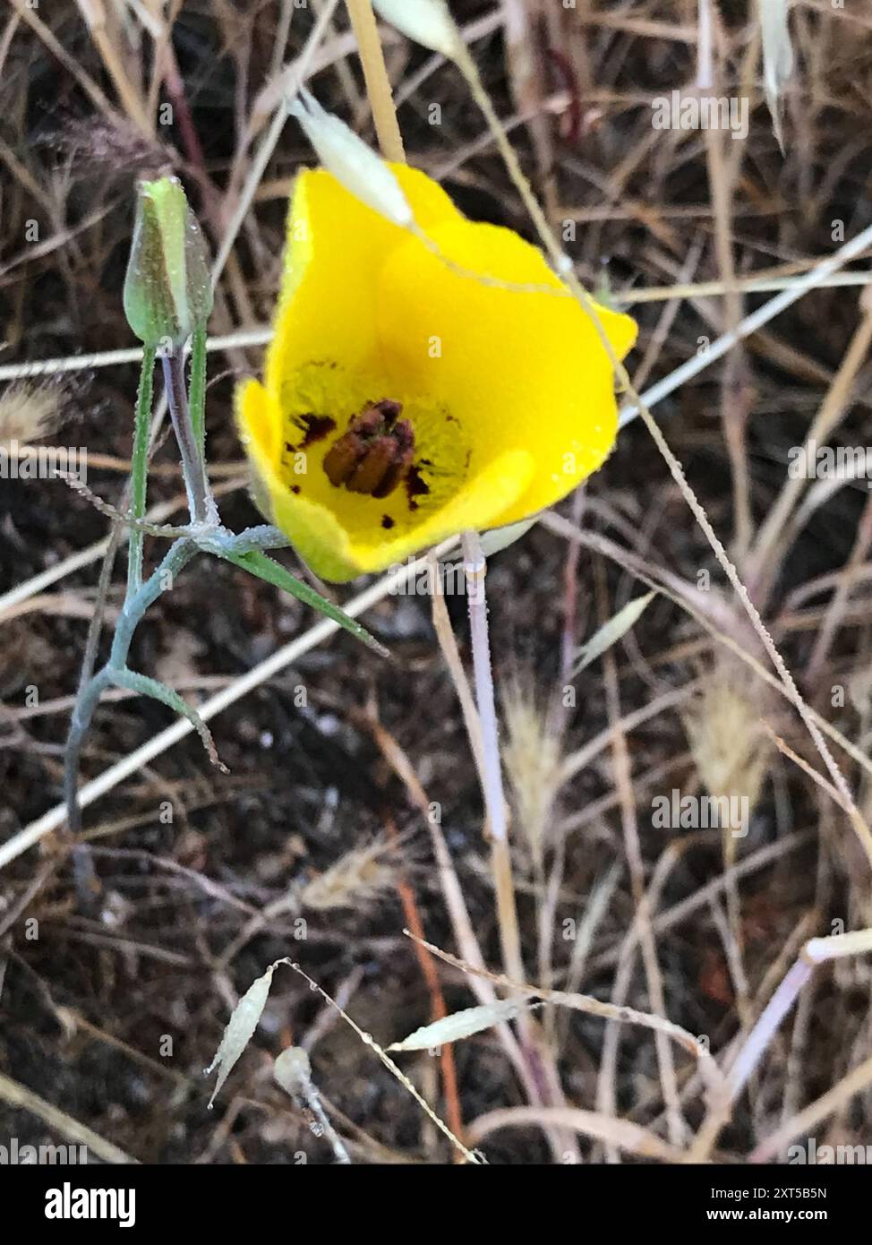 Clubhair Mariposa Lily (Calochortus clavatus) Plantae Stock Photo - Alamy