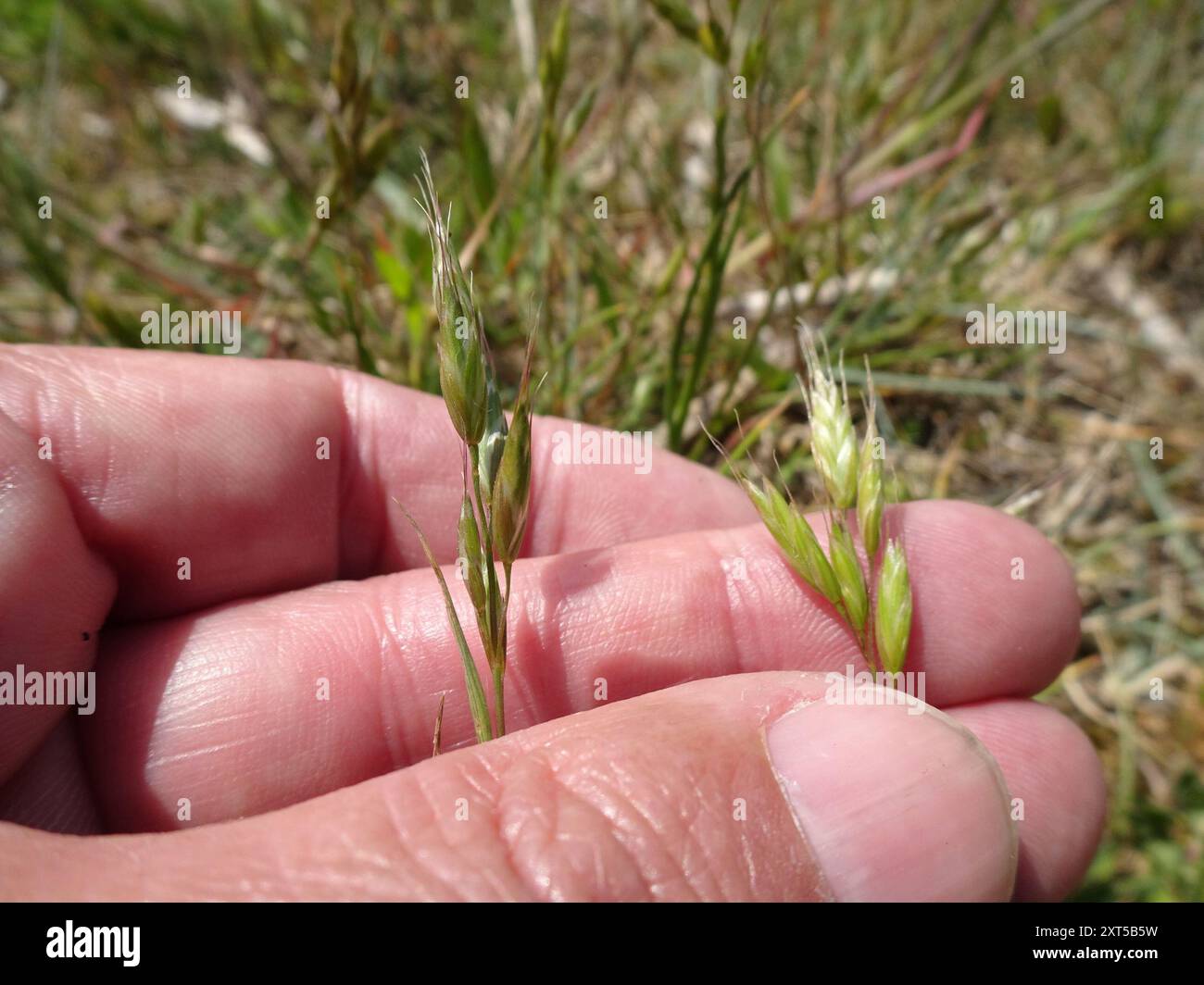 common soft brome (Bromus hordeaceus) Plantae Stock Photo - Alamy