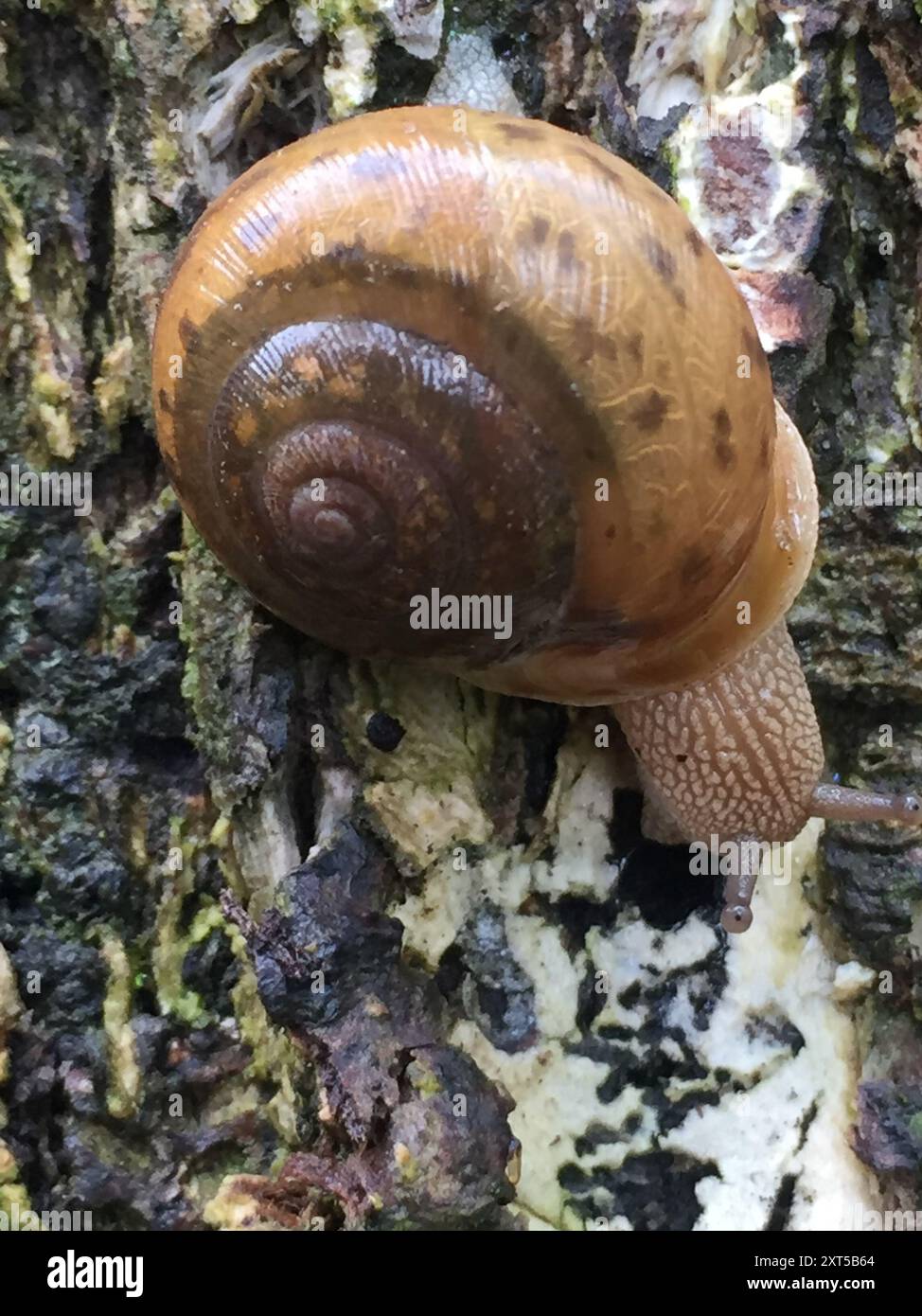 Whitelips (Neohelix) Mollusca Stock Photo - Alamy