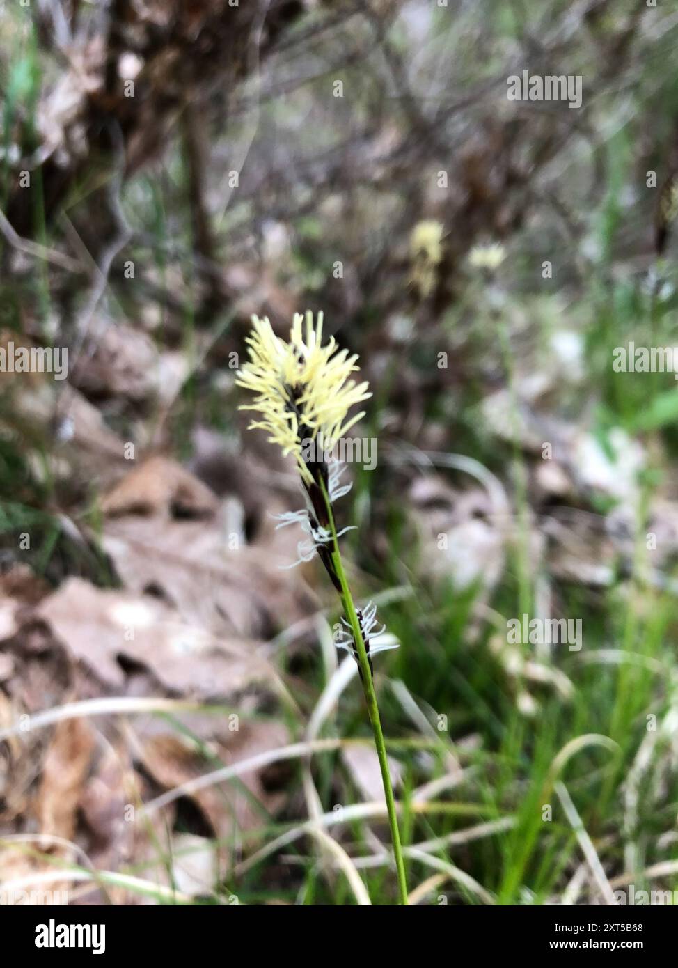 Pennsylvania sedge (Carex pensylvanica) Plantae Stock Photo - Alamy
