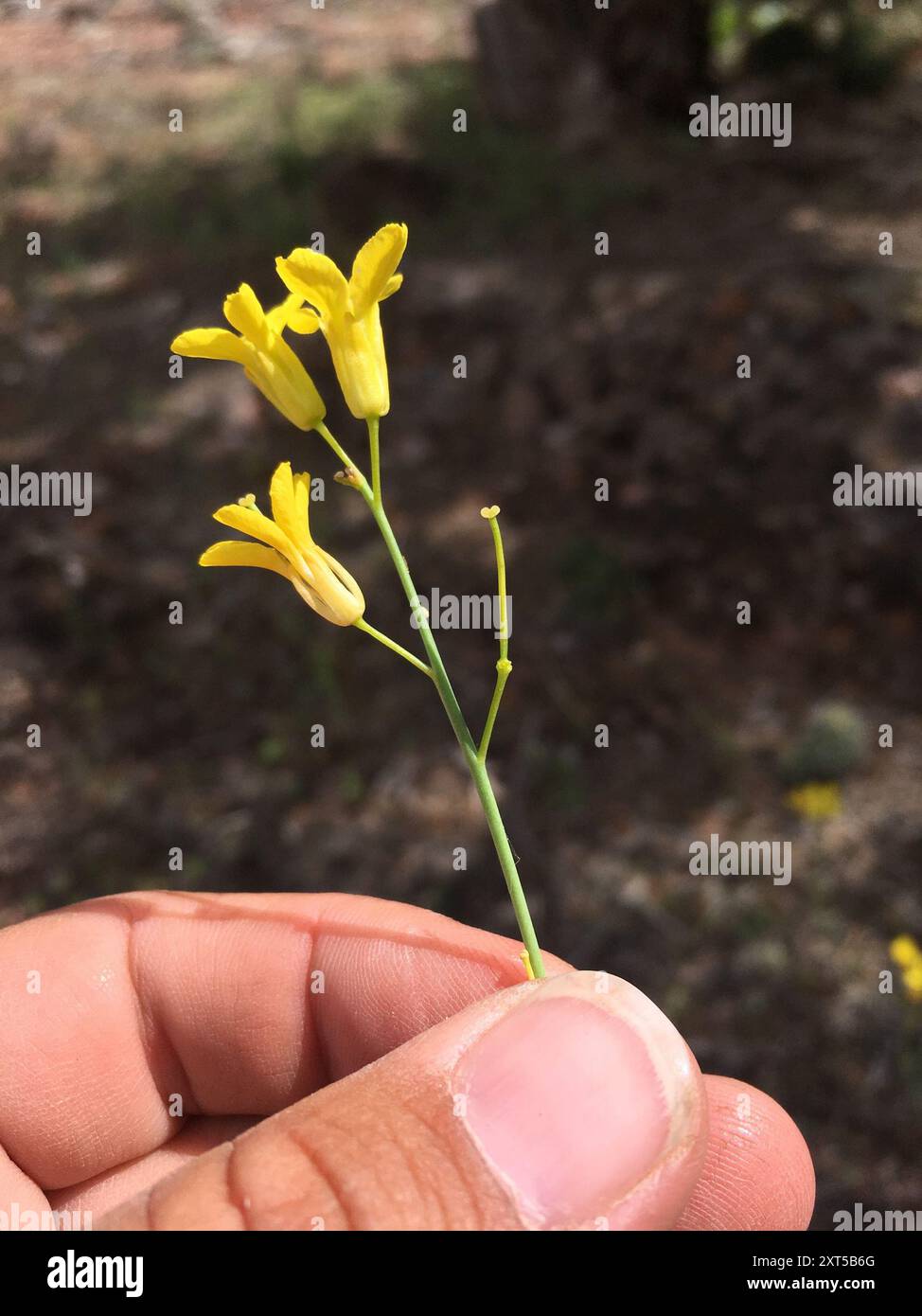 flaxleaf plainsmustard (Sisymbrium linifolium) Plantae Stock Photo - Alamy