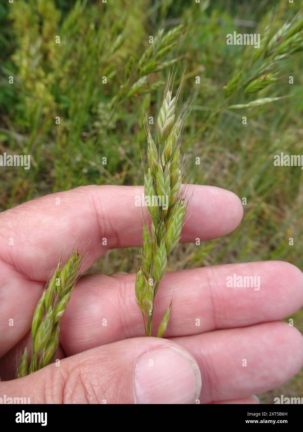 common soft brome (Bromus hordeaceus) Plantae Stock Photo - Alamy