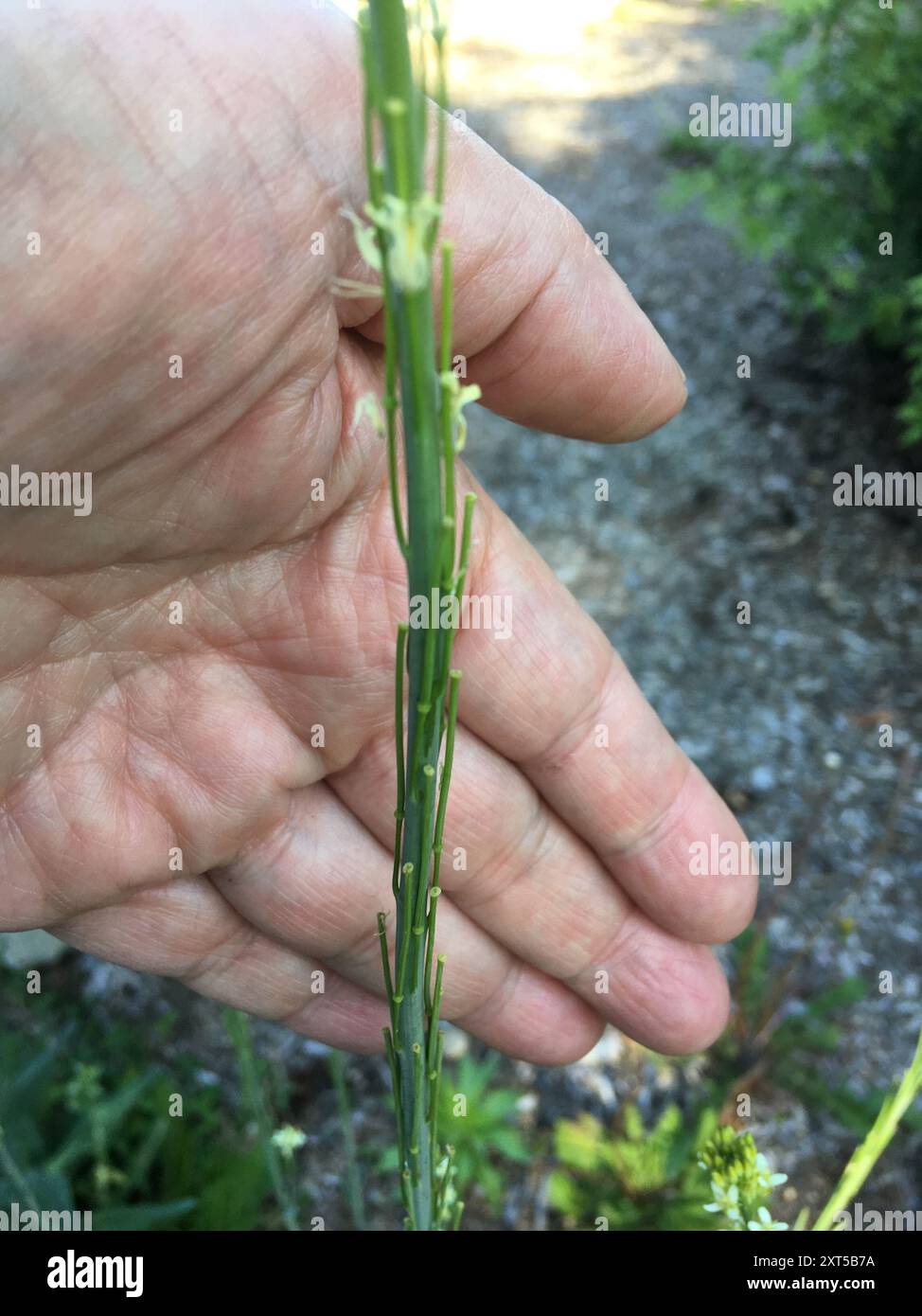 Tower Mustard (Turritis glabra) Plantae Stock Photo - Alamy