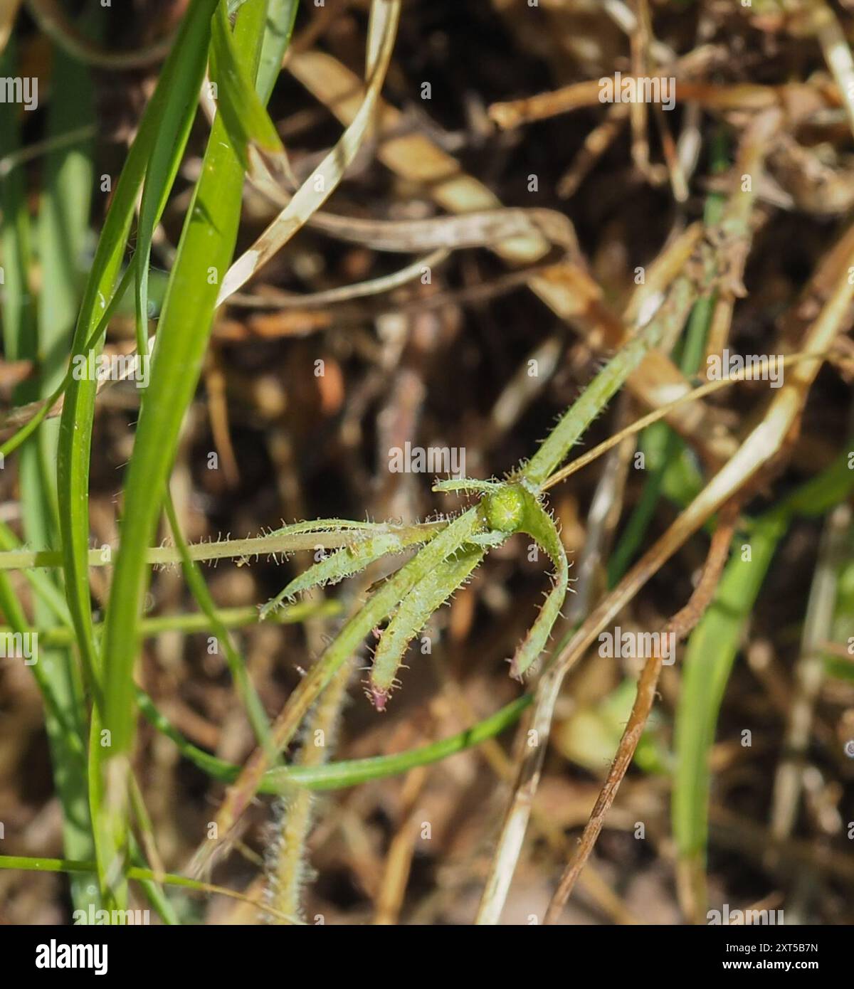 Virginia dwarfdandelion (Krigia virginica) Plantae Stock Photo - Alamy