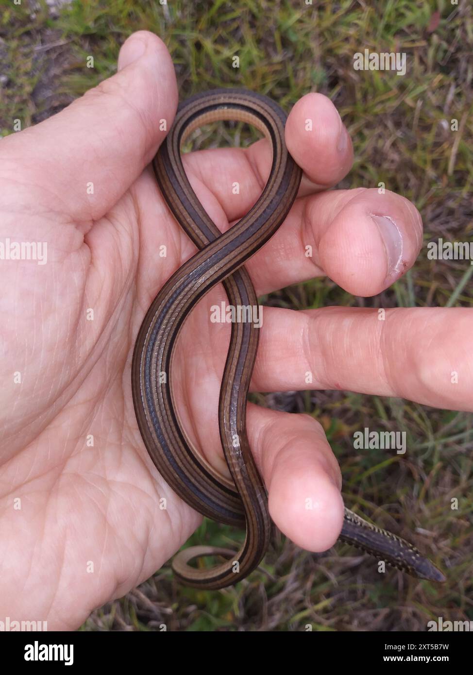Island Glass Lizard (Ophisaurus compressus) Reptilia Stock Photo - Alamy