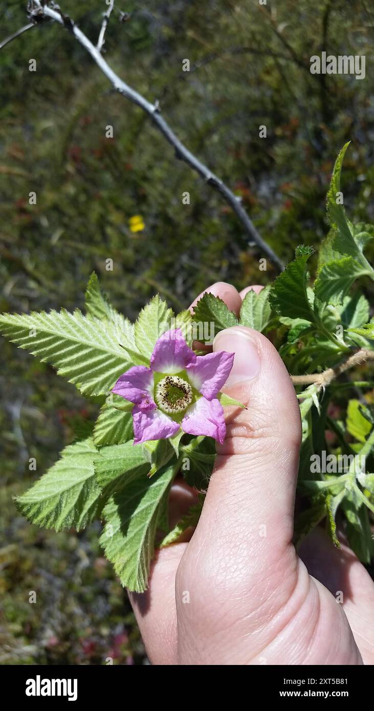 ‘Ākala (Rubus hawaiensis) Plantae Stock Photo - Alamy