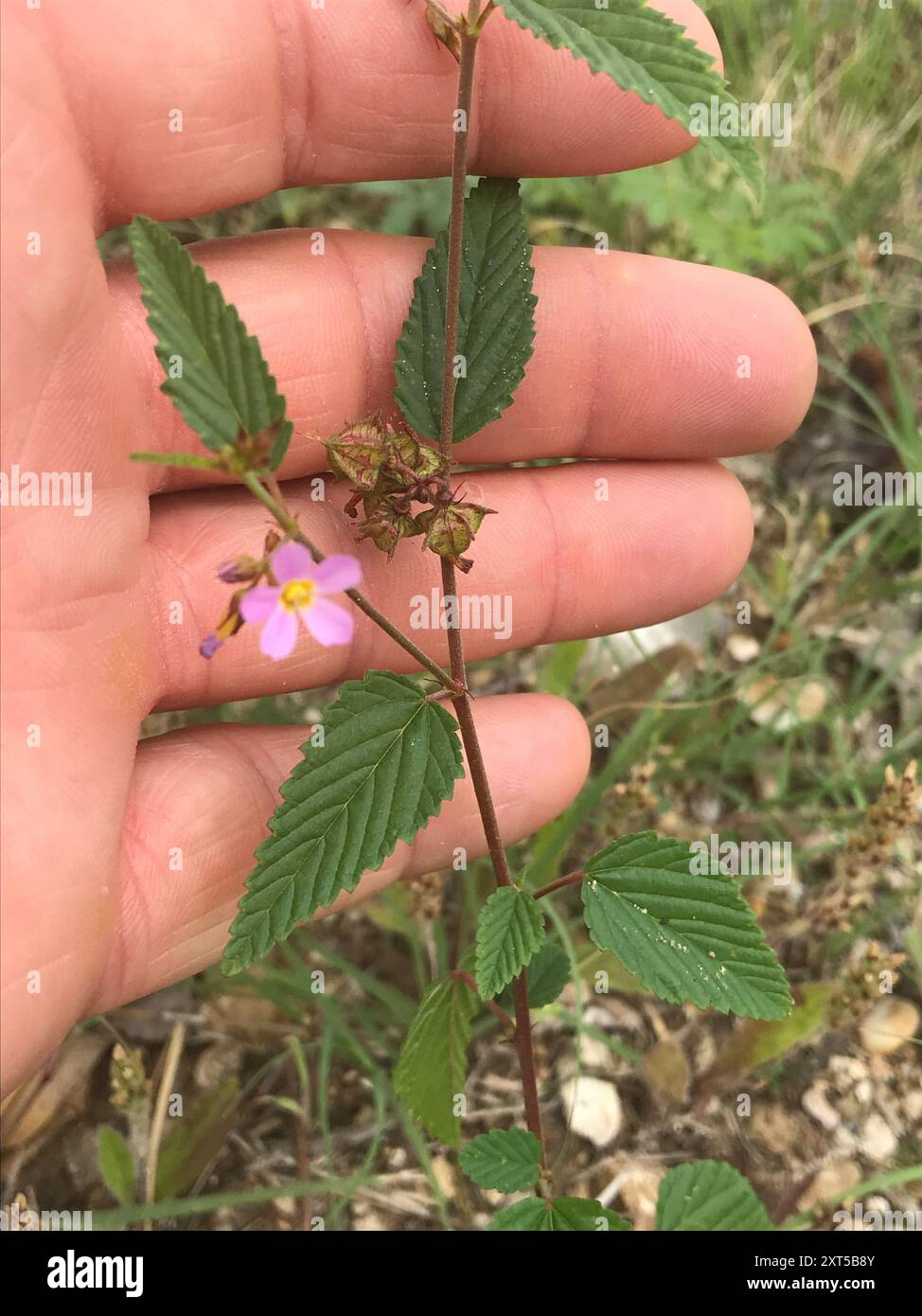 Pyramid Flower (Melochia pyramidata) Plantae Stock Photo - Alamy