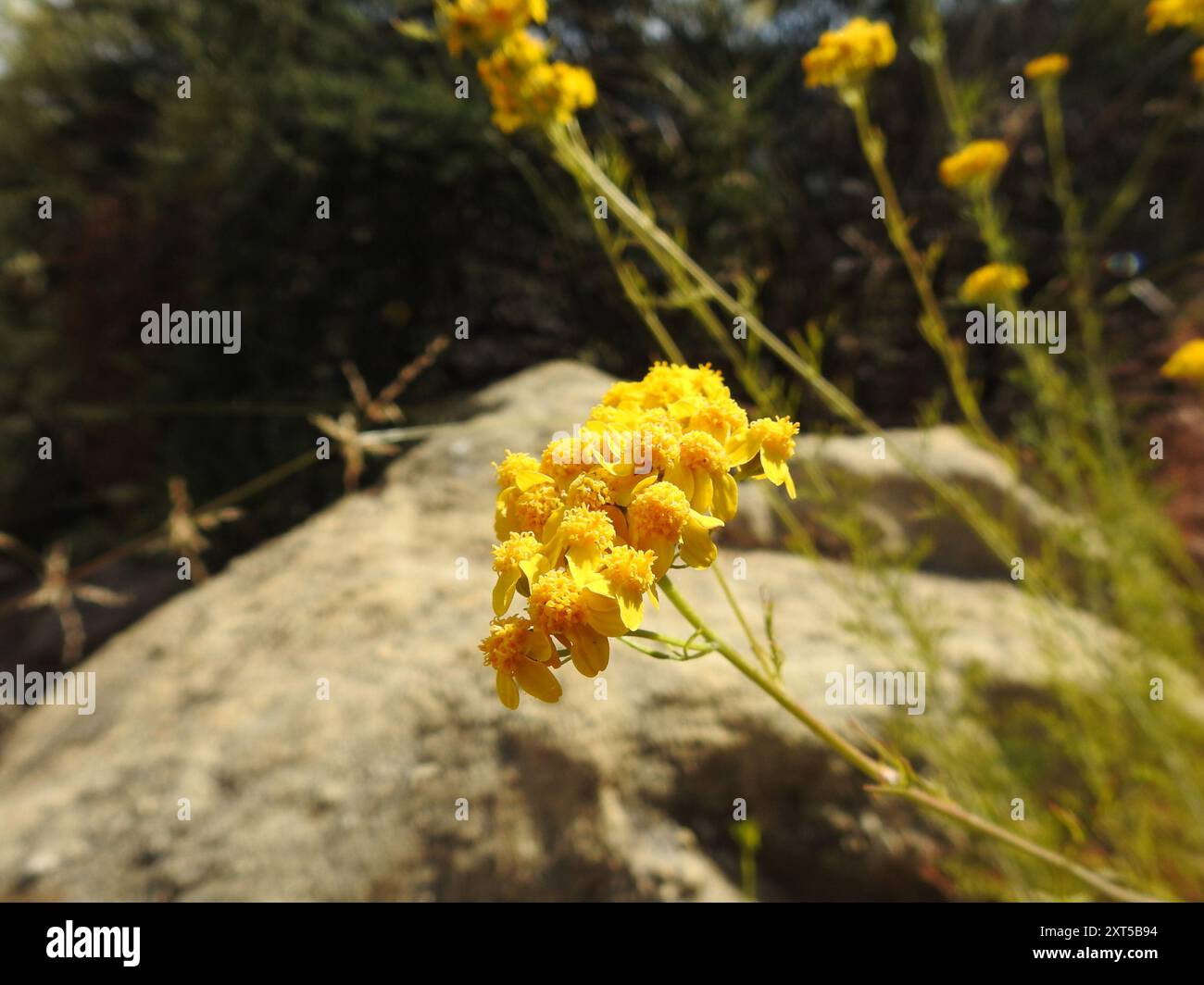 Golden Yarrow (Eriophyllum confertiflorum) Plantae Stock Photo - Alamy