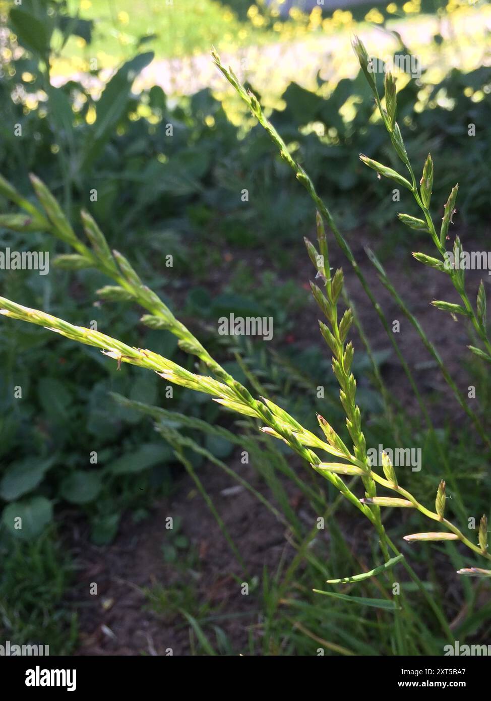 Ryegrasses (Lolium) Plantae Stock Photo - Alamy