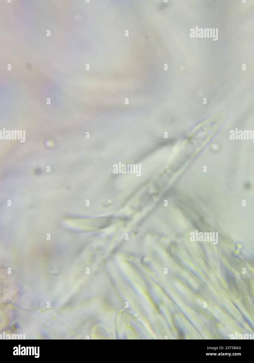 swamp beacon (Mitrula elegans) Fungi Stock Photo - Alamy