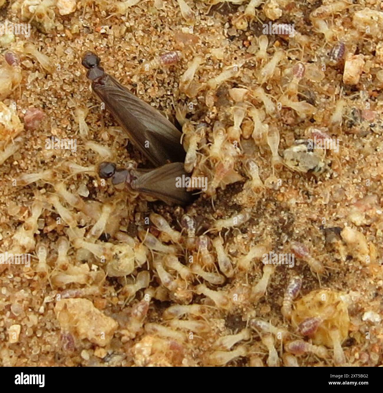 fungus-growing termites (Macrotermitinae) Insecta Stock Photo - Alamy