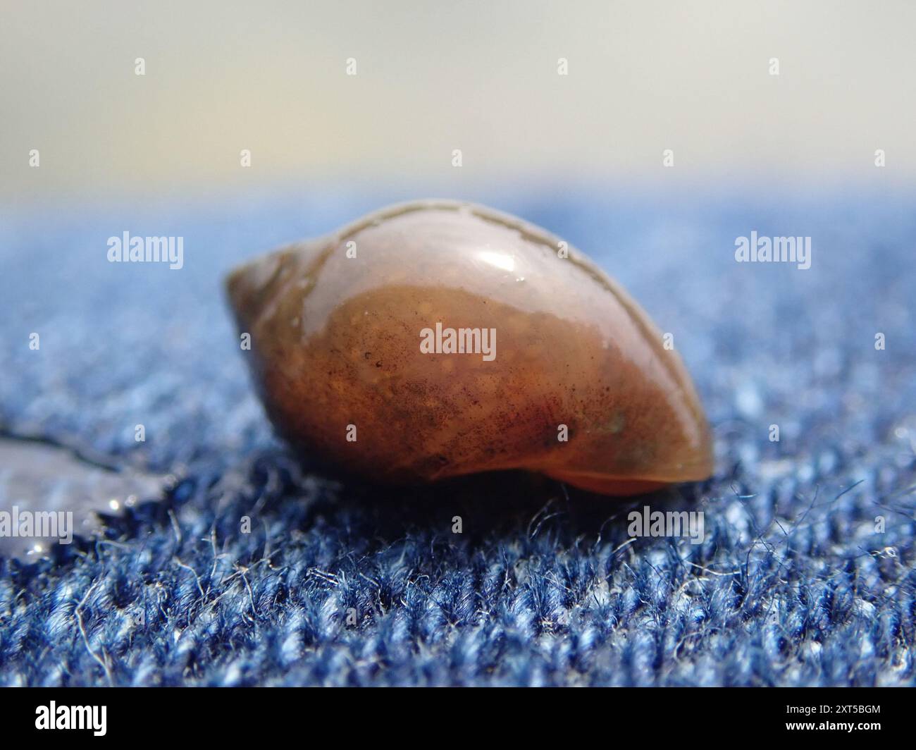 Acute Bladder Snail (Physella acuta) Mollusca Stock Photo - Alamy