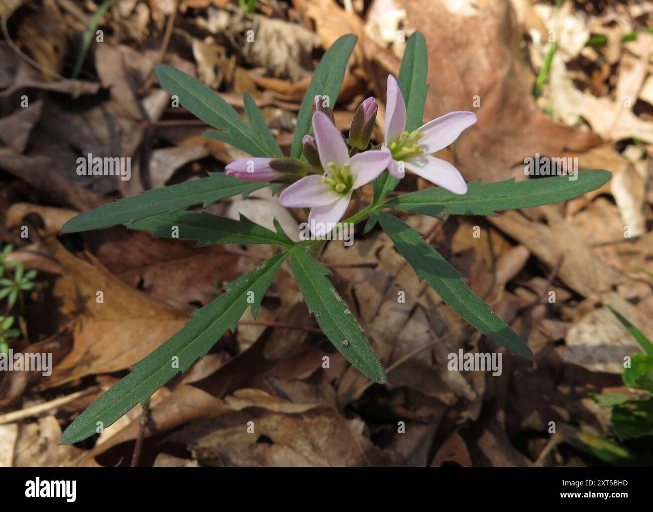 cut-leaved toothwort (Cardamine concatenata) Plantae Stock Photo - Alamy